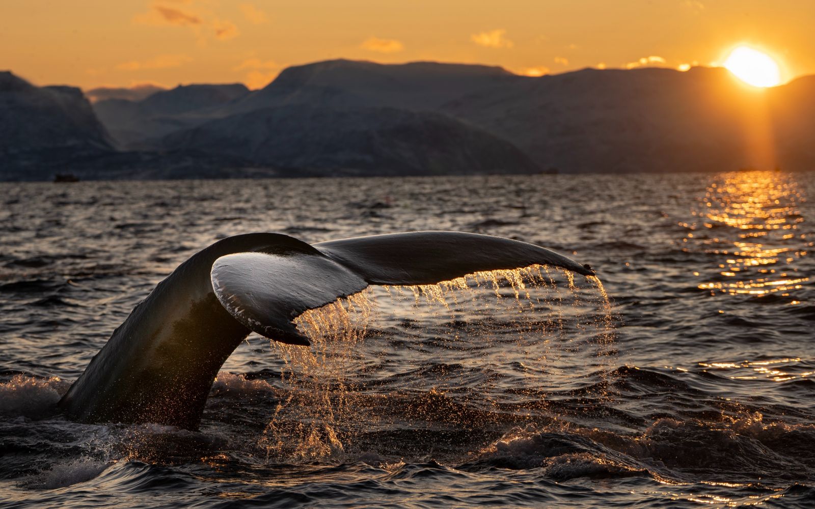 Whale watching in Norvegia - Dove vedere le balene | SiVola.it